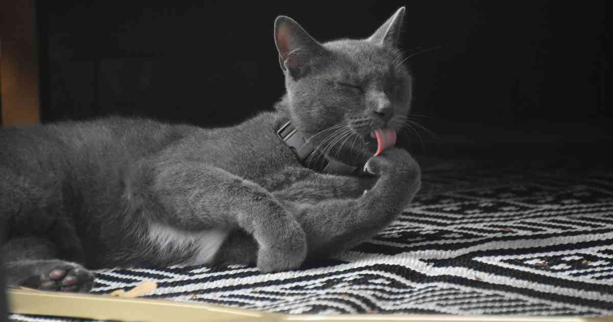 How to Ensure Proper Healing of an Abscess or Wound in Your Cat