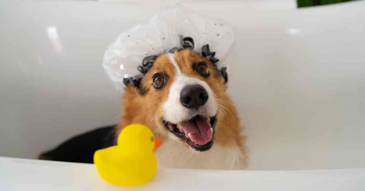 How Often Should You Bathe Your Dog? The Ultimate Guide to Dog Grooming ...