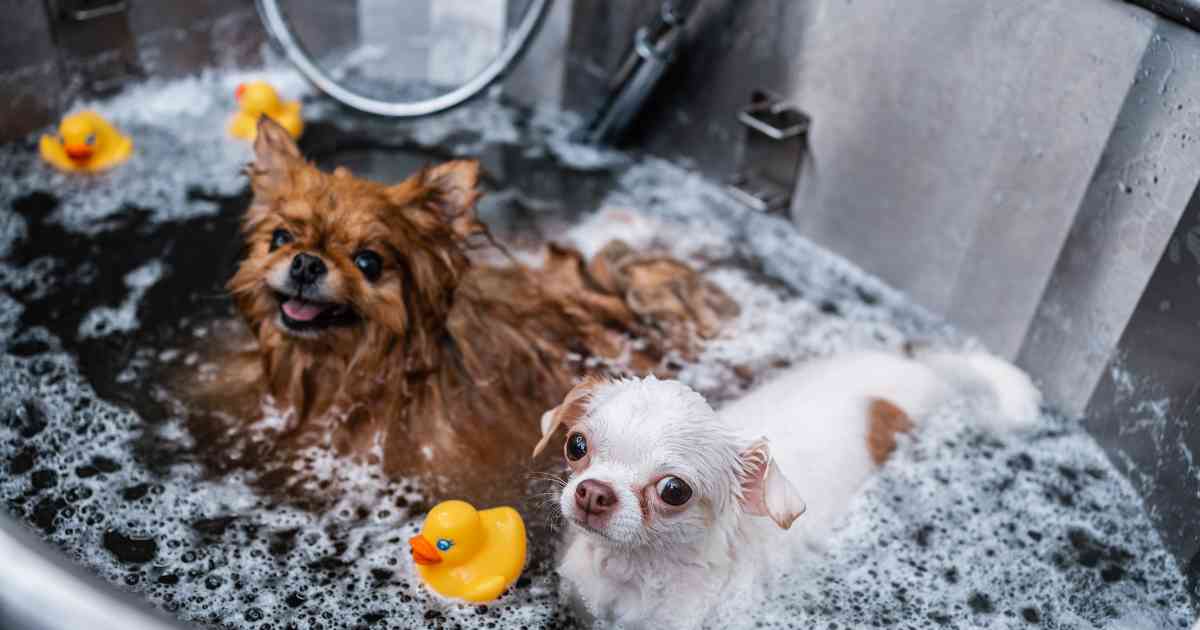 How Often Should You Bathe Your Dog? The Ultimate Guide to Dog Grooming ...